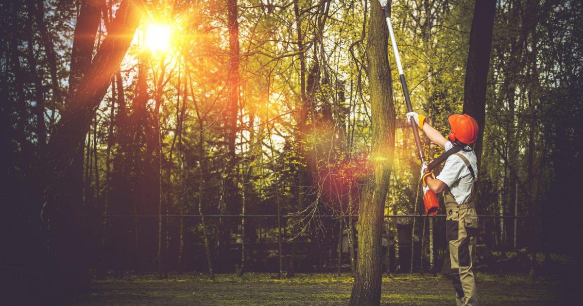 Find Point Chevalier Tree Removal By Service